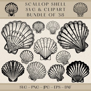 Scallop Shell SVG, Scallop Shell Clipart Scallop Vector, Scallop ...