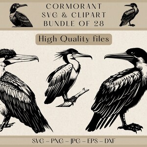 Cormorant Svg, Cormorant Png, Cormorant Clipart, Cormorant Vector ...