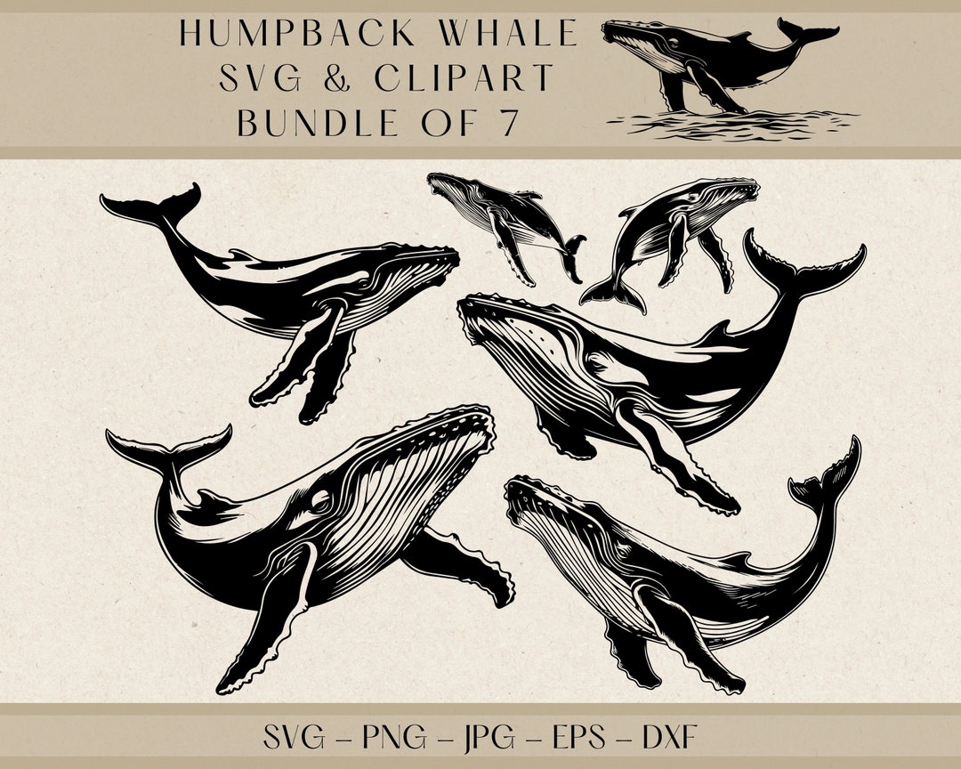 Humpback Whale SVG, Whale Clipart, Whale Png, Whale Vector, Whale ...