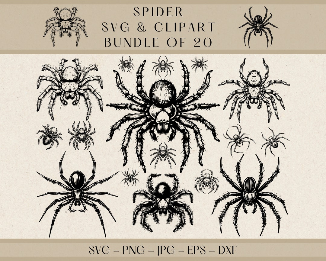 Spider SVG Clipart Bundle: Arachnid Designs (digital Download) - Etsy