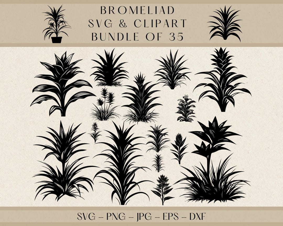 Bromeliad SVG, Bromeliad Clipart, Bromeliad PNG, Bromeliad Vector ...