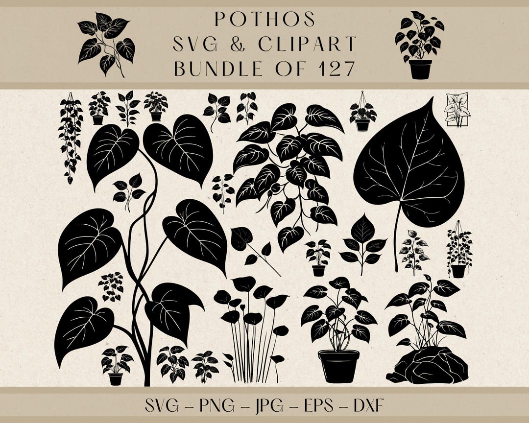 Pothos SVG, Pothos Clipart, Pothos PNG, Pothos Vector, Pothos ...