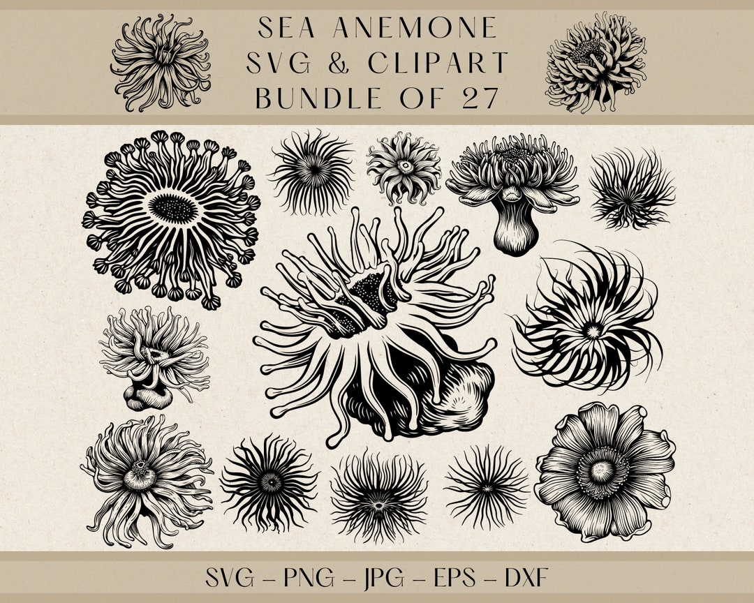 Sea Anemone SVG, Sea Anemone Clipart, Sea Anemone Png, Sea Anemone ...