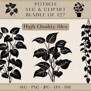 Pothos SVG, Pothos Clipart, Pothos PNG, Pothos Vector, Pothos ...