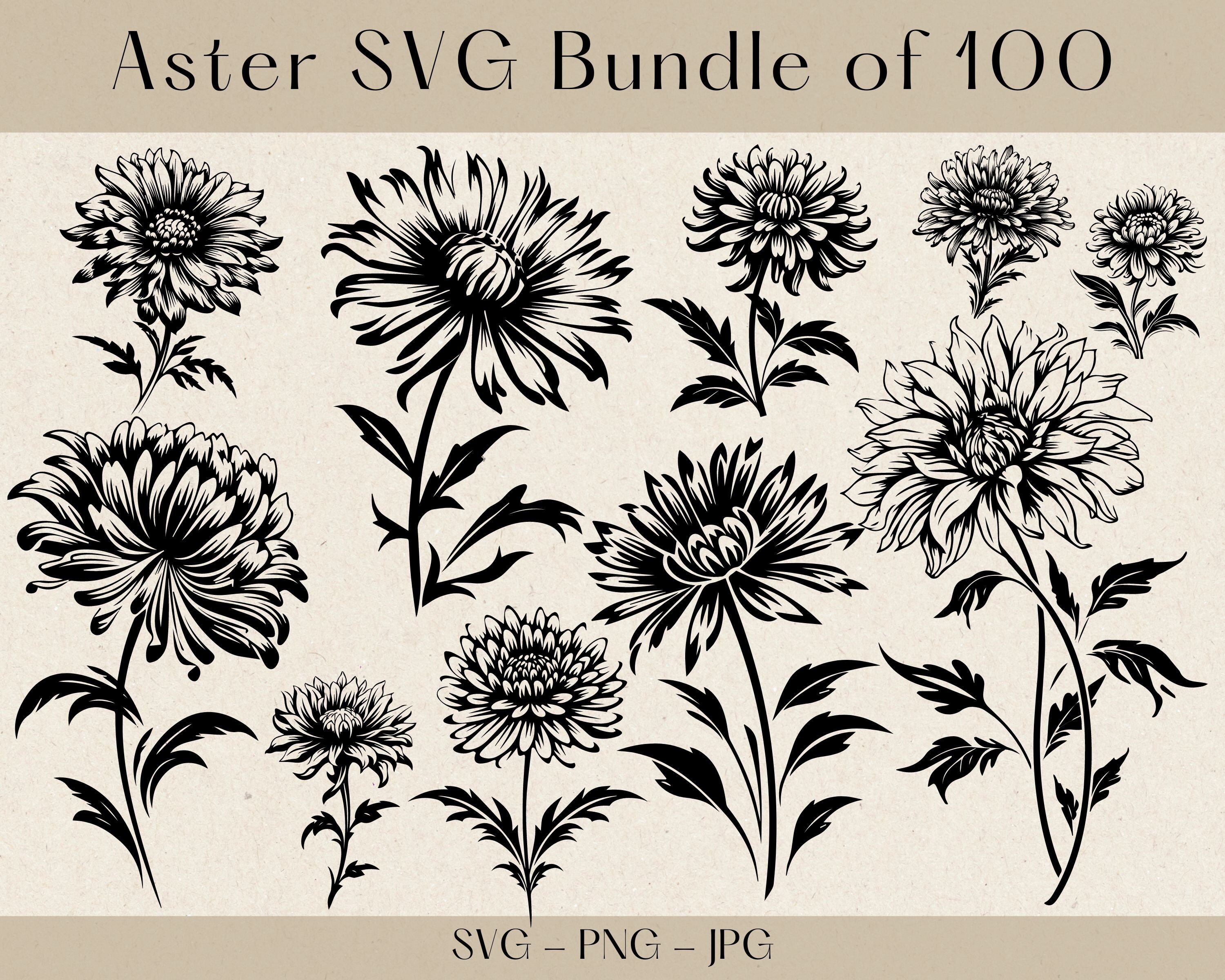 Aster SVG Bundle, Aster Svg, September Birth Flower SVG, Aster Clipart ...
