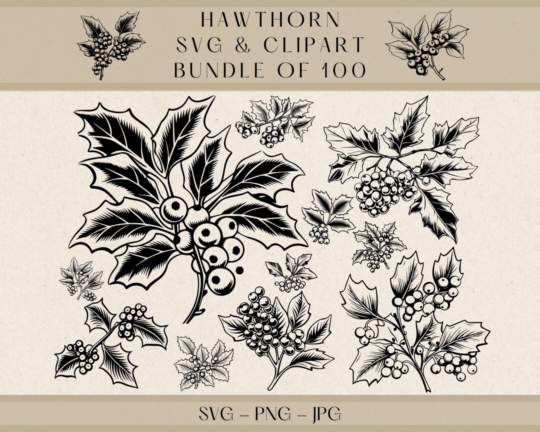 Hawthorn SVG, Hawthorn Clipart, Hawthorn PNG, Hawthorn Vector, Hawthorn ...