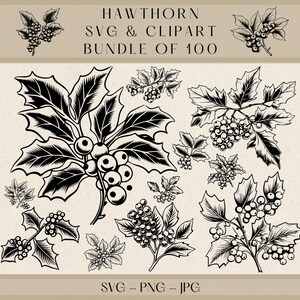 Hawthorn SVG, Hawthorn Clipart, Hawthorn PNG, Hawthorn Vector, Hawthorn ...