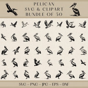 Pelican SVG, Pelican Clipart, Pelican Png, Pelican Vector, Pelican ...
