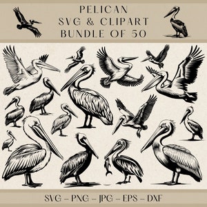Pelican SVG, Pelican Clipart, Pelican Png, Pelican Vector, Pelican ...