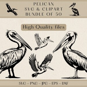 Pelican SVG, Pelican Clipart, Pelican Png, Pelican Vector, Pelican ...