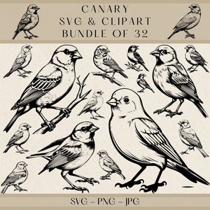 Canary Svg, Canary Png, Canary Clipart, Canary Vector, Canary ...