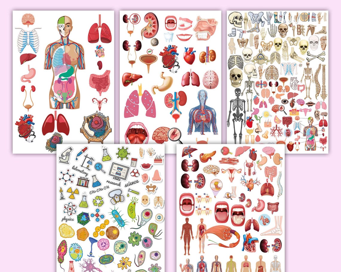 Biology & Anatomy Digital Stickers, Biology Stickers for Goodnotes, Pre ...