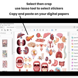 Biology & Anatomy Digital Stickers, Biology Stickers for Goodnotes, Pre ...
