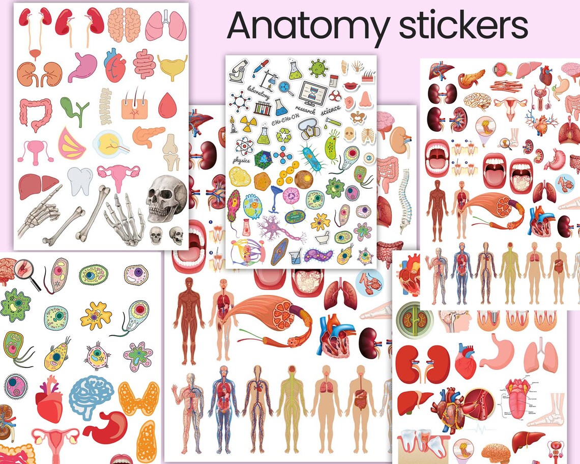 Biology & Anatomy Digital Stickers, Biology Stickers for Goodnotes, Pre ...