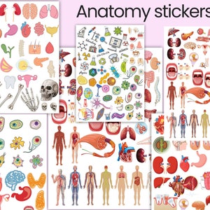 Biology & Anatomy Digital Stickers, Biology Stickers for Goodnotes, Pre ...