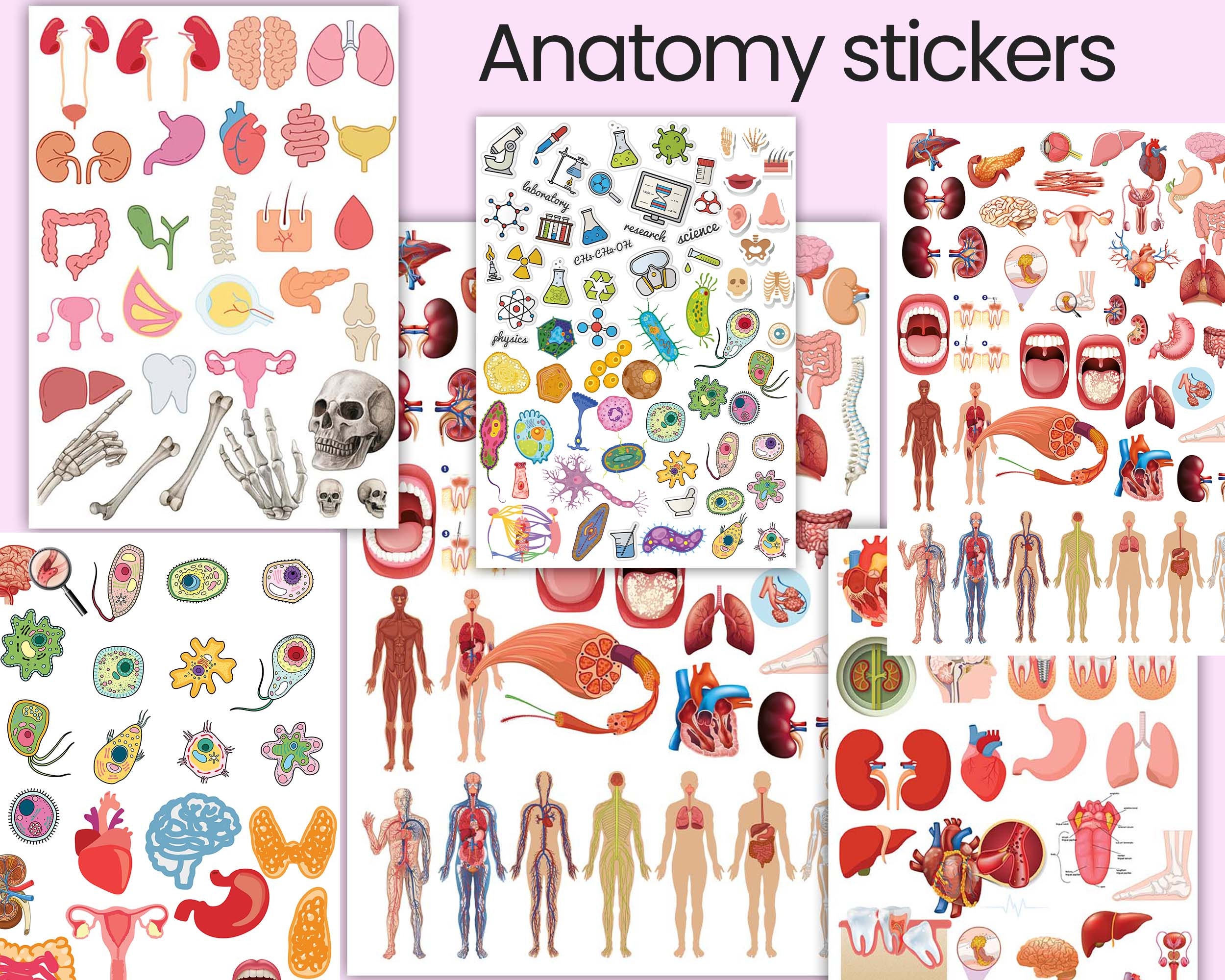 Biology & Anatomy Digital Stickers, Biology Stickers for Goodnotes, Pre ...