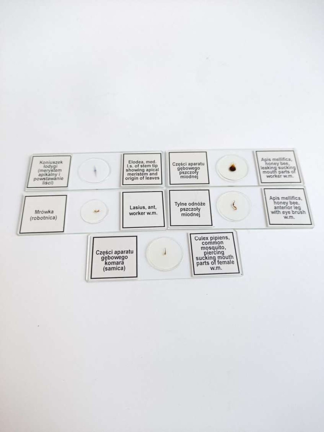 REAL Set of 5 Hand Made Custom Microscope Slides Original Gift - Etsy