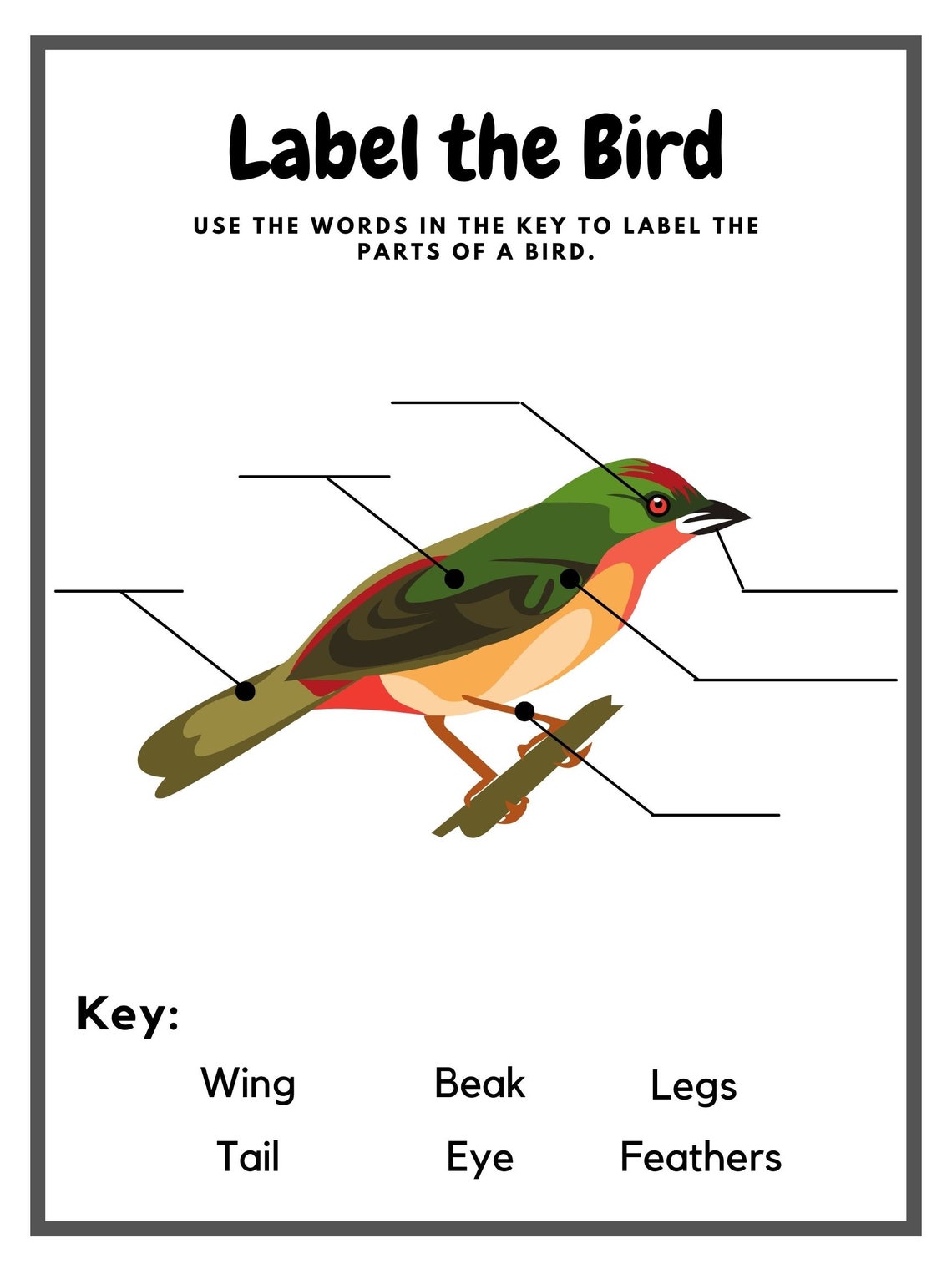 Label the Bird Worksheet, Bird Anatomy, Preschool Learning, Science ...