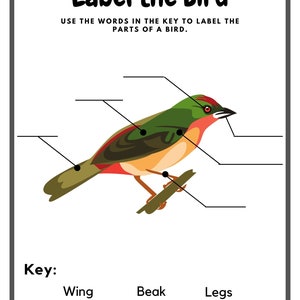 Label the Bird Worksheet, Bird Anatomy, Preschool Learning, Science ...