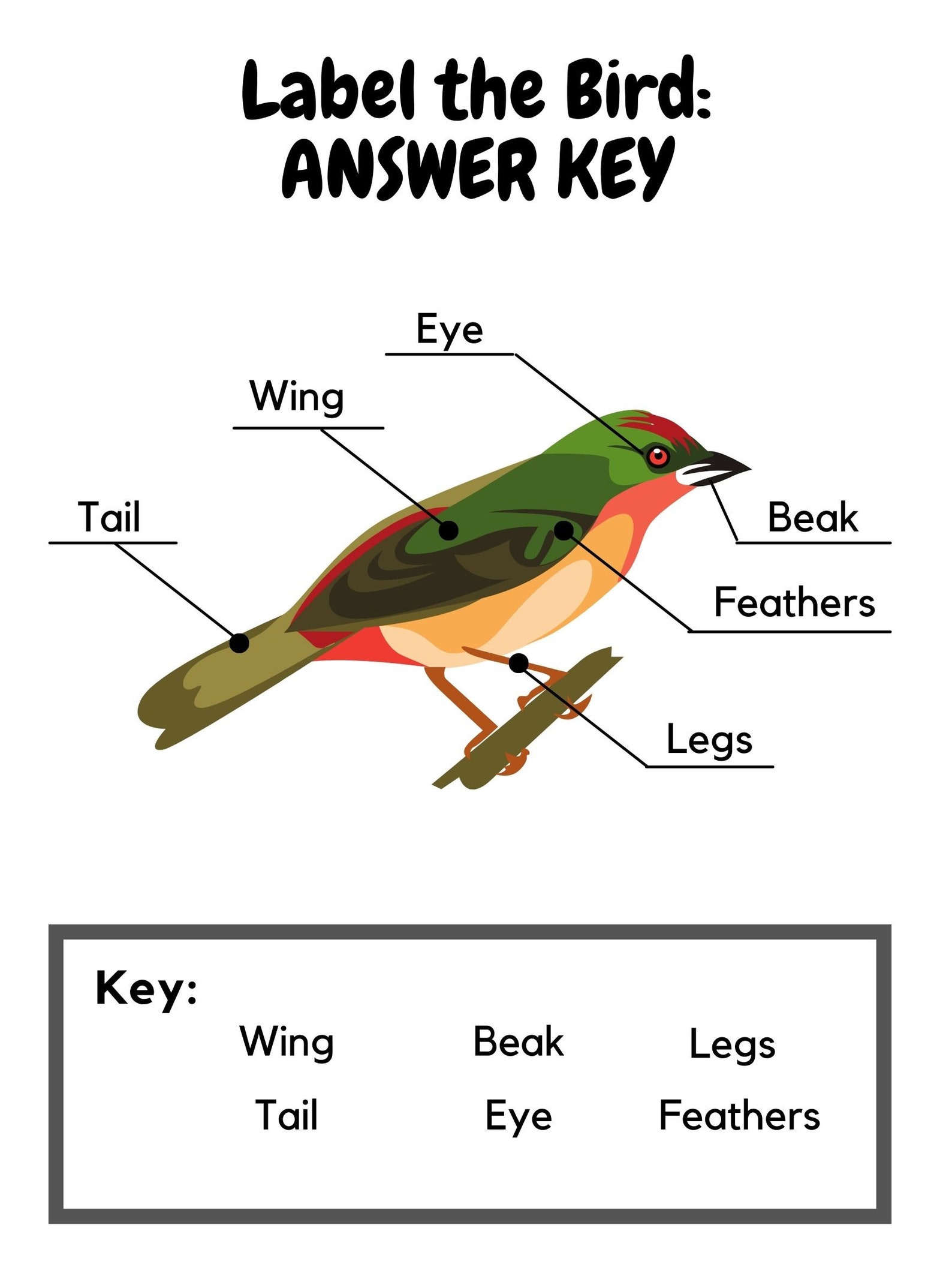 Label the Bird Worksheet, Bird Anatomy, Preschool Learning, Science ...