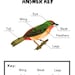 Label the Bird Worksheet, Bird Anatomy, Preschool Learning, Science ...