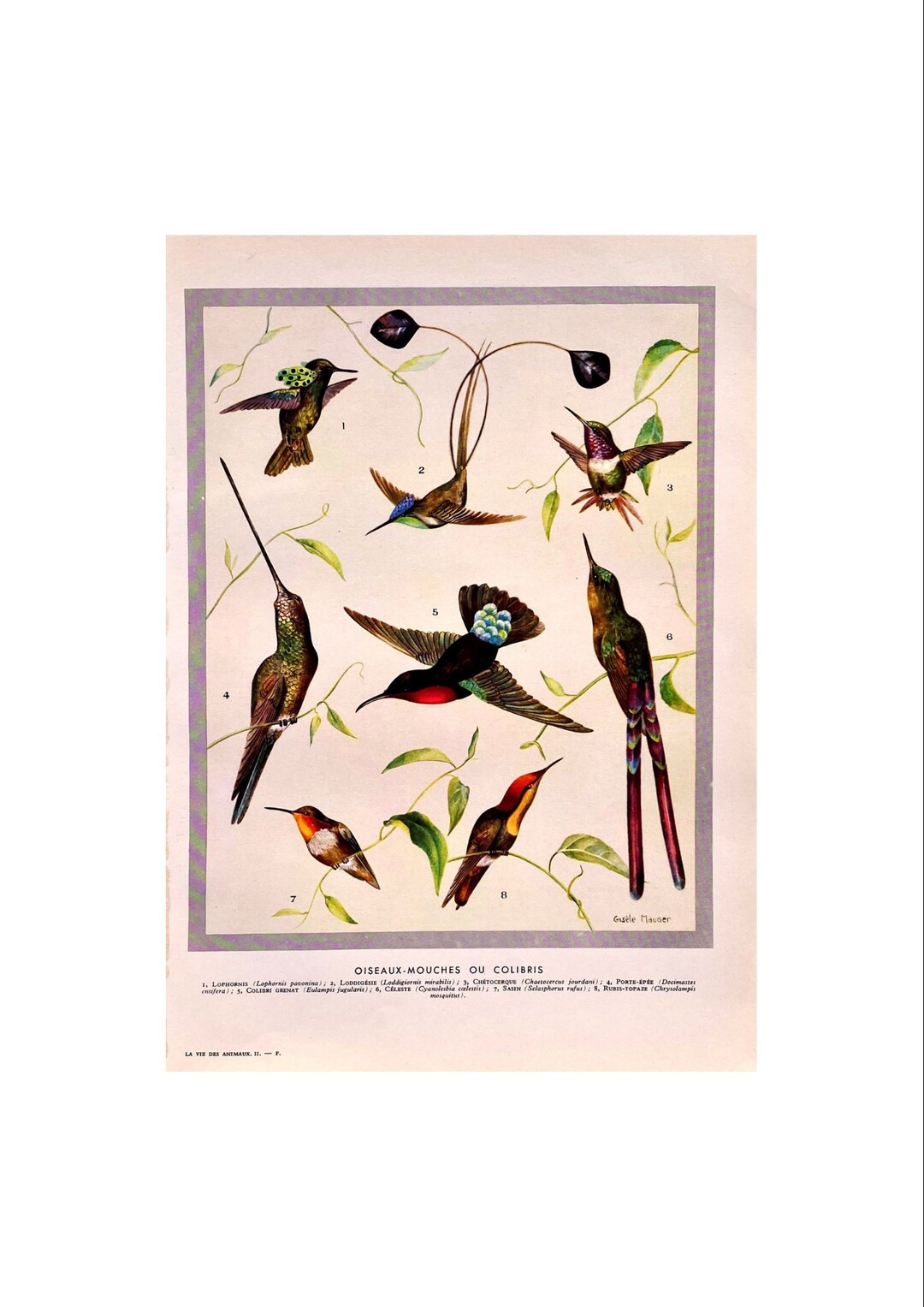 Printable Digital Illustrated Board Hummingbirds or Hummingbirds High ...