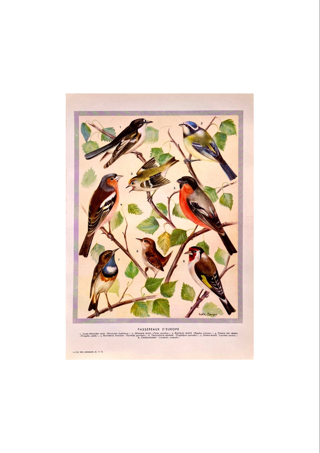 Printable Digital Illustrated Board Passerines of Europe High ...