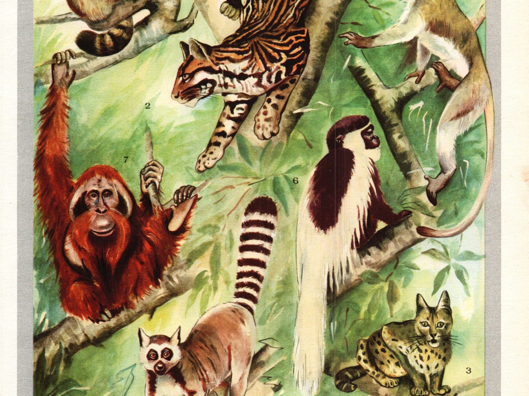 Arboreal Mammals, Printable Digital Illustrated Board High Resolution ...
