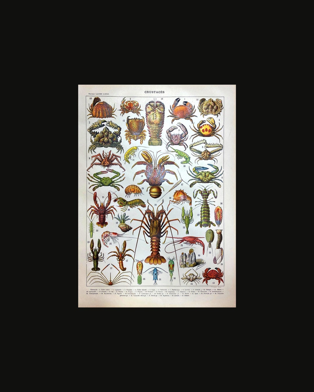 Antique 1897 Original Board Larousse Crustaceans Crab Lupa - Etsy
