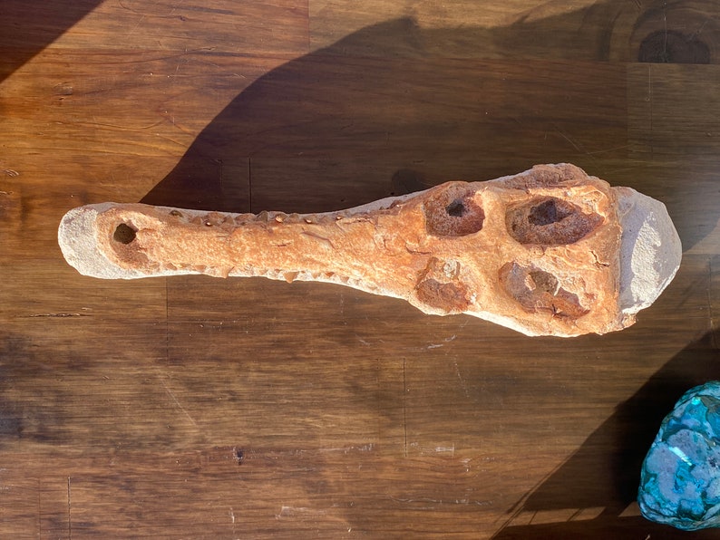 Authentic Prehistoric Skull - Argochampsa Krebsi Fossil Skull (rare) - Etsy