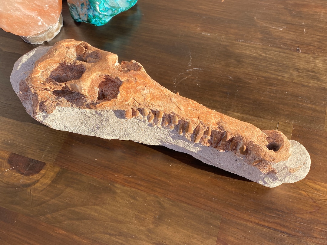 Authentic Prehistoric Skull - Argochampsa Krebsi Fossil Skull (rare) - Etsy