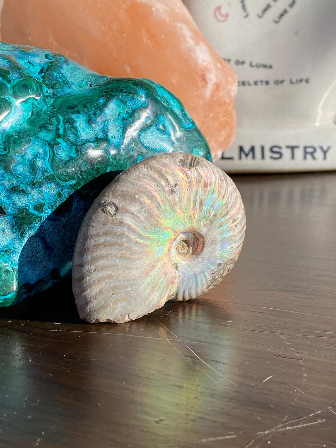 Fluorescent Ammonite Authentic Fossils - Etsy