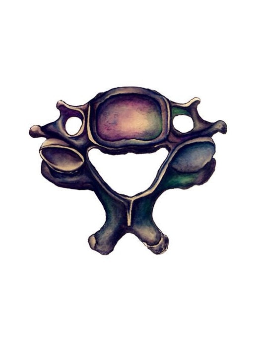 Cervical Vertebra Watercolor Print (cool or Warm Palette) - Etsy