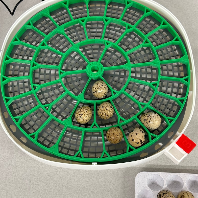 Hatching Trays - Etsy