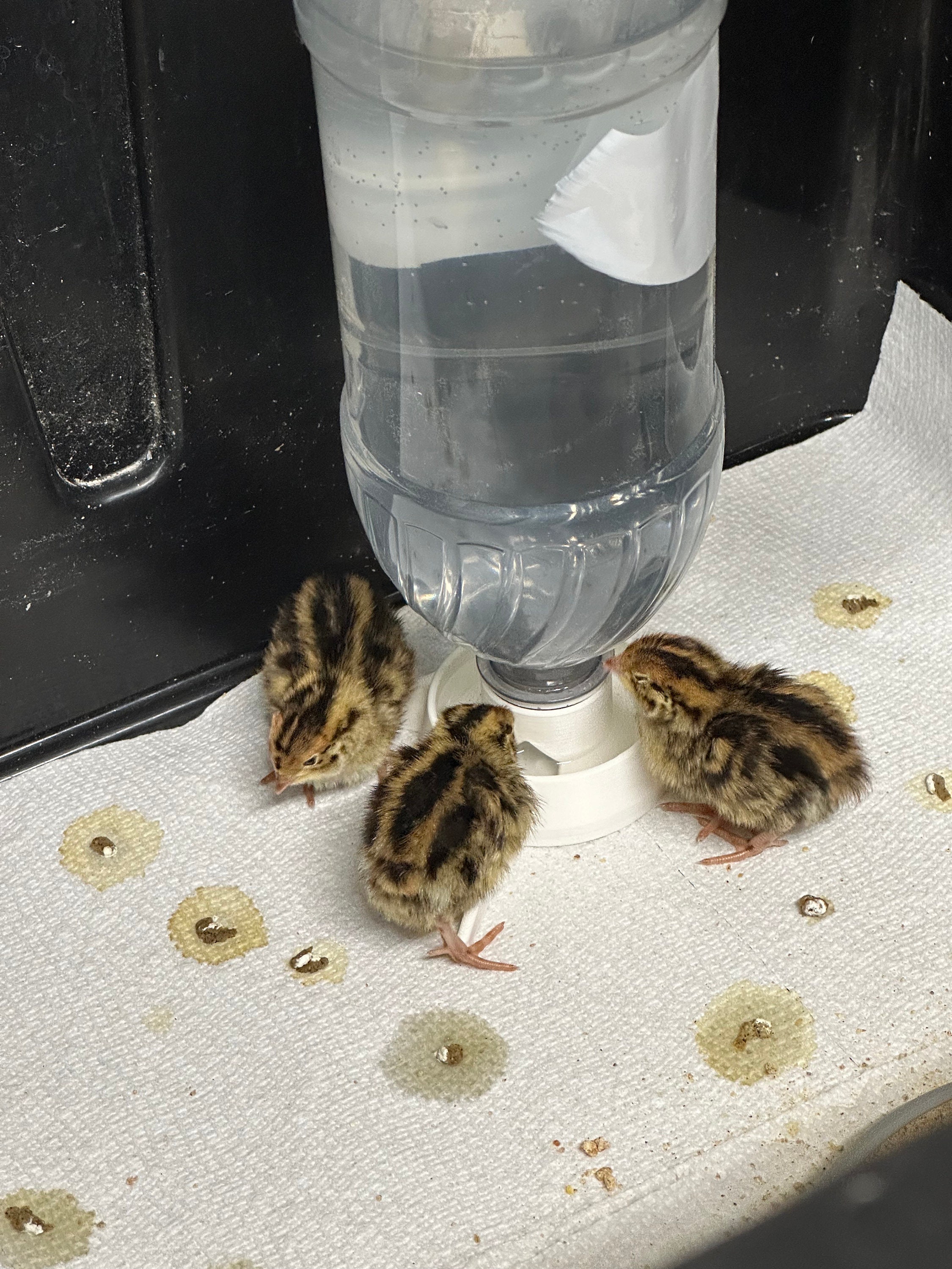 Petite Baby Quail Waterer | Clean Water | Safe Clean Compact | 3D ...