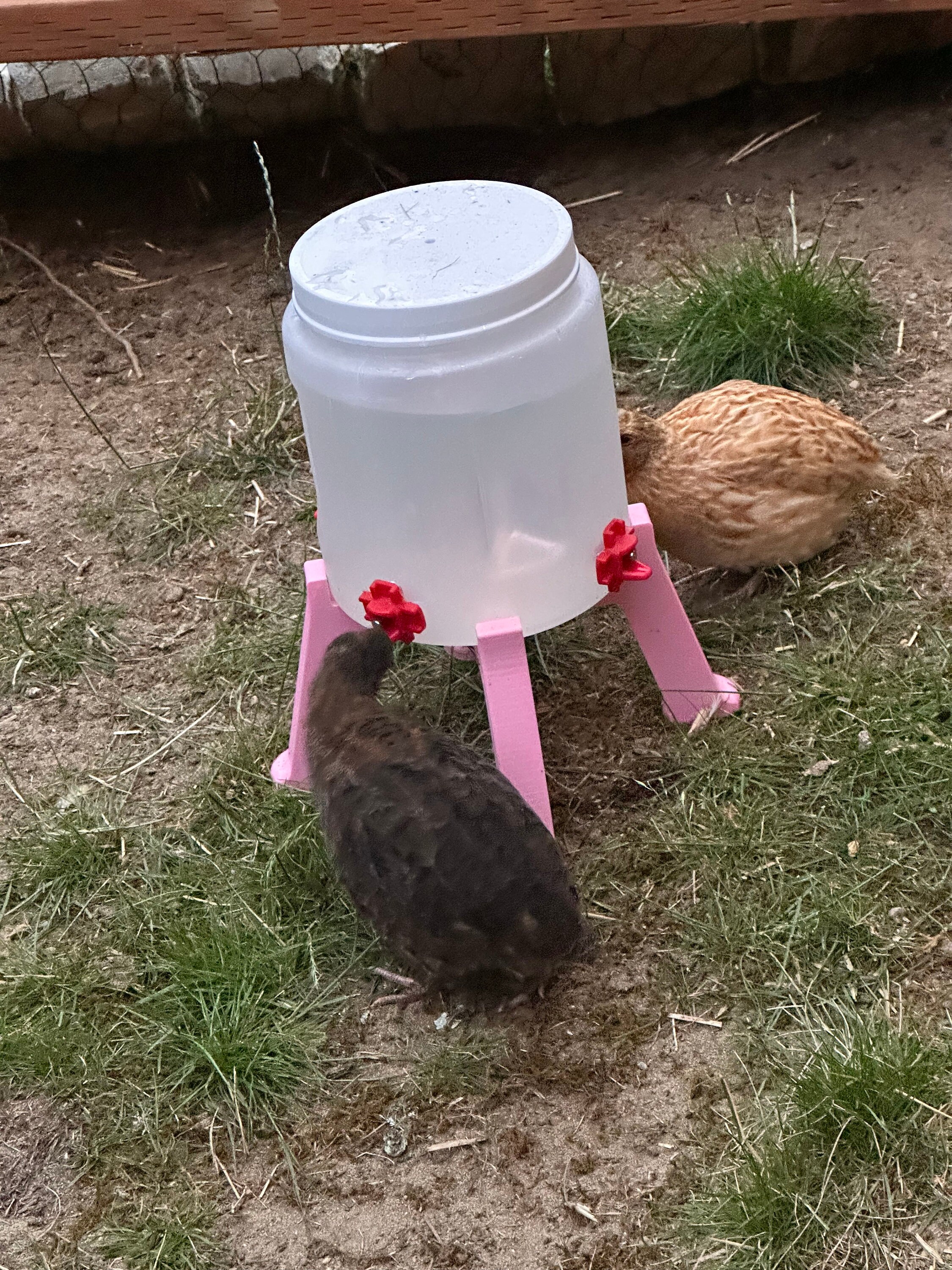 Quail Waterer With 4-spring-loaded-water-nipples Stand is 3D - Etsy