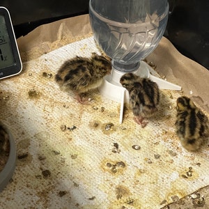 Petite Baby Quail Waterer | Clean Water | Safe Clean Compact | 3D ...