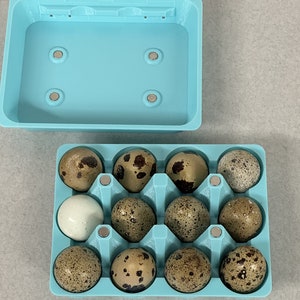 Adorable Classic Coturnix Quail Egg Carton Design | Jumbo or Regular ...