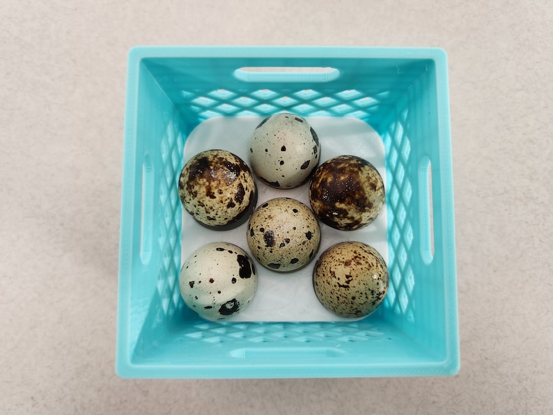 Mini Crates With Flexible Quail Egg Trays | Modern Fresh Egg Storage ...
