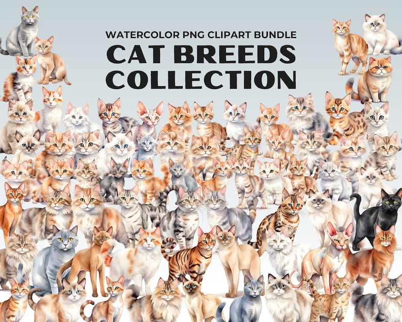 Cat Breeds Watercolor Clipart Bundle, Kittens Illustrations Collections ...