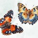 Watercolor Butterflies Clipart Collection, Colorful Butterfly Bundles ...