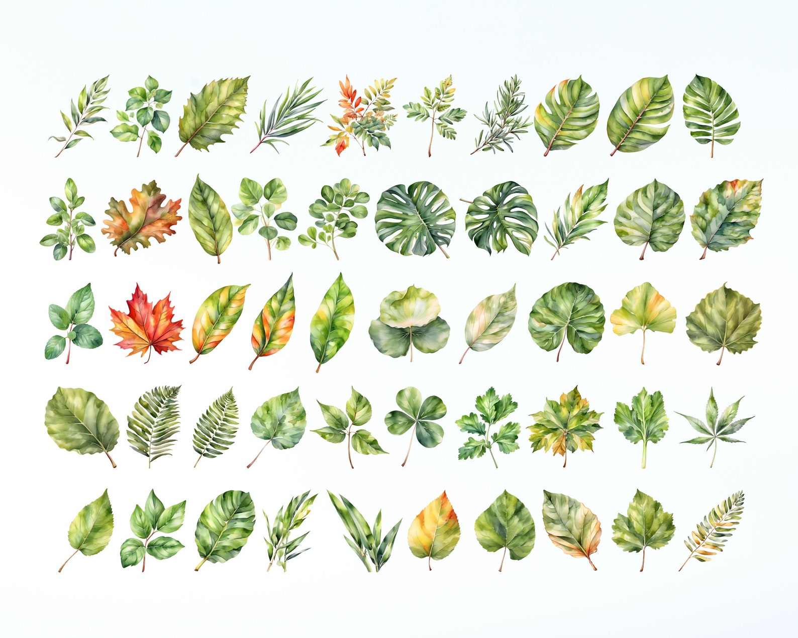 Green Leaf Watercolor Clipart Collection, Tropical Leaves, Leaf ...