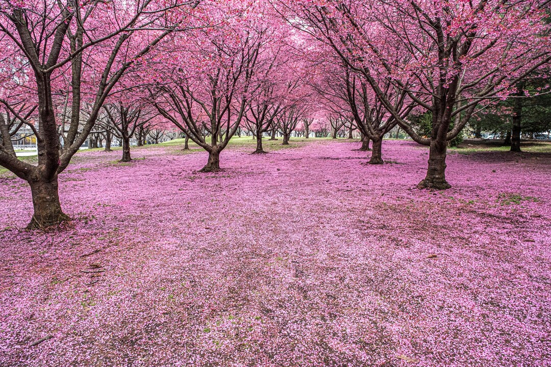 Cherry Blossom Petals Covering the Ground - Etsy