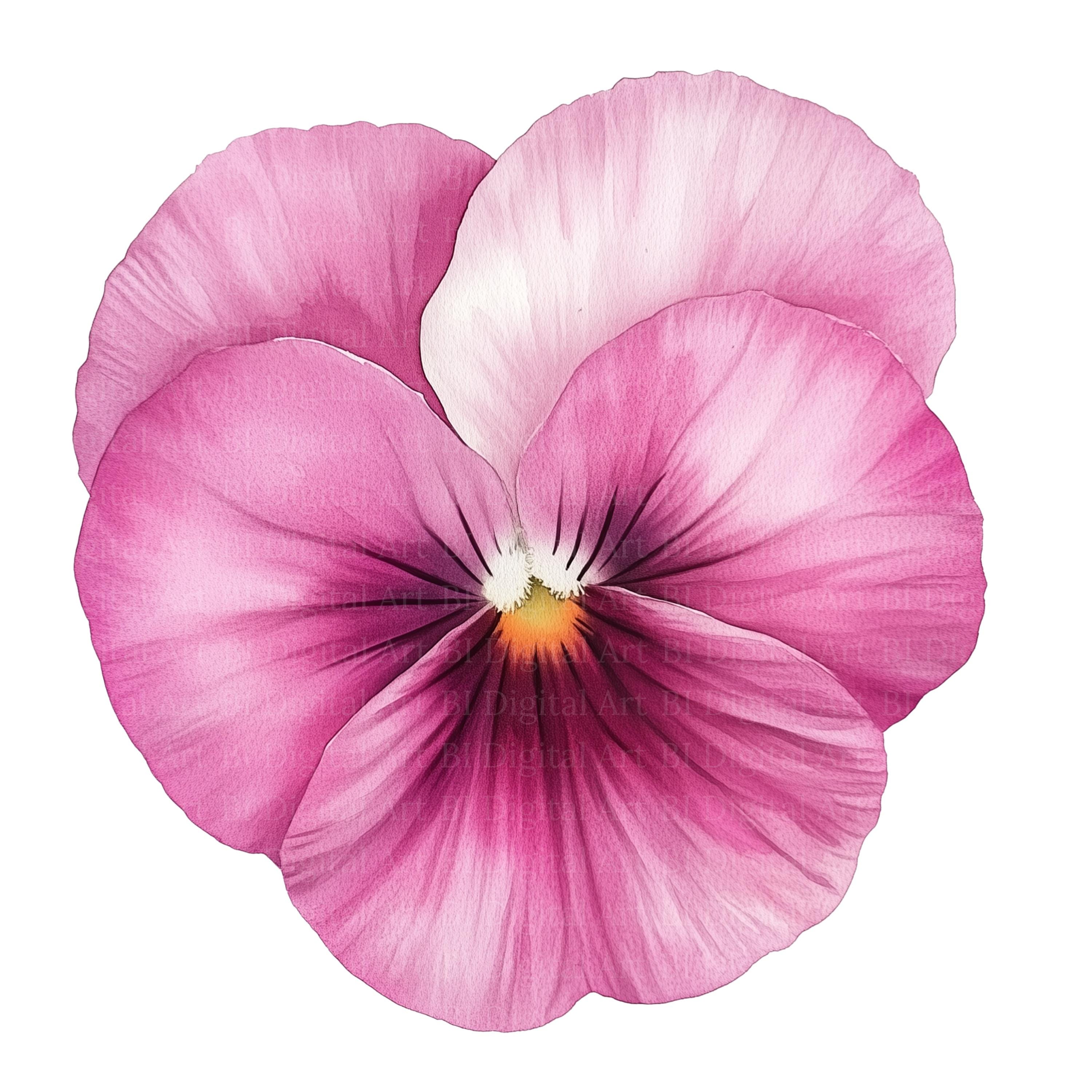 25 Pansy Cliparts, Printable Watercolor Flower Illustrations ...