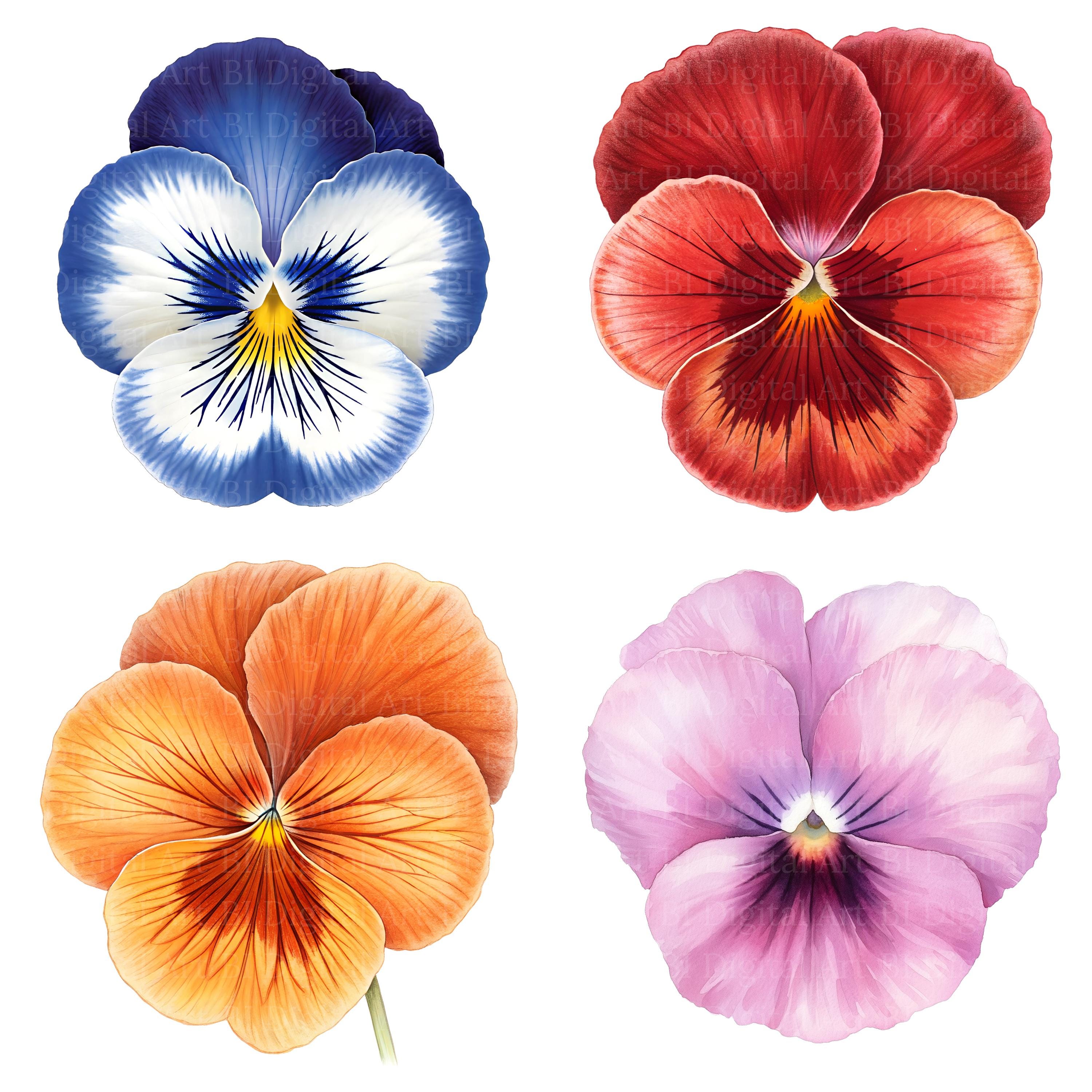 25 Pansy Cliparts, Printable Watercolor Flower Illustrations ...