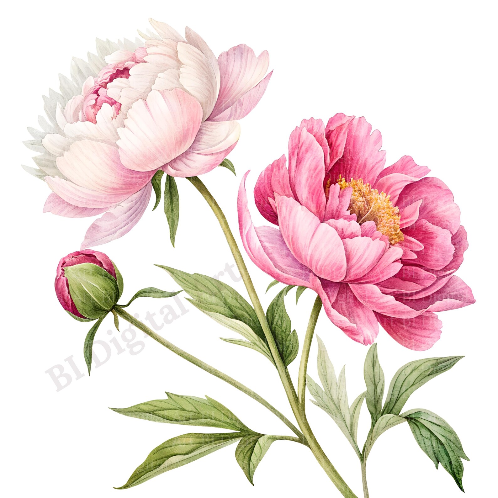 14 Peonies Clipart, Watercolor Flower Illustrations, High-quality ...