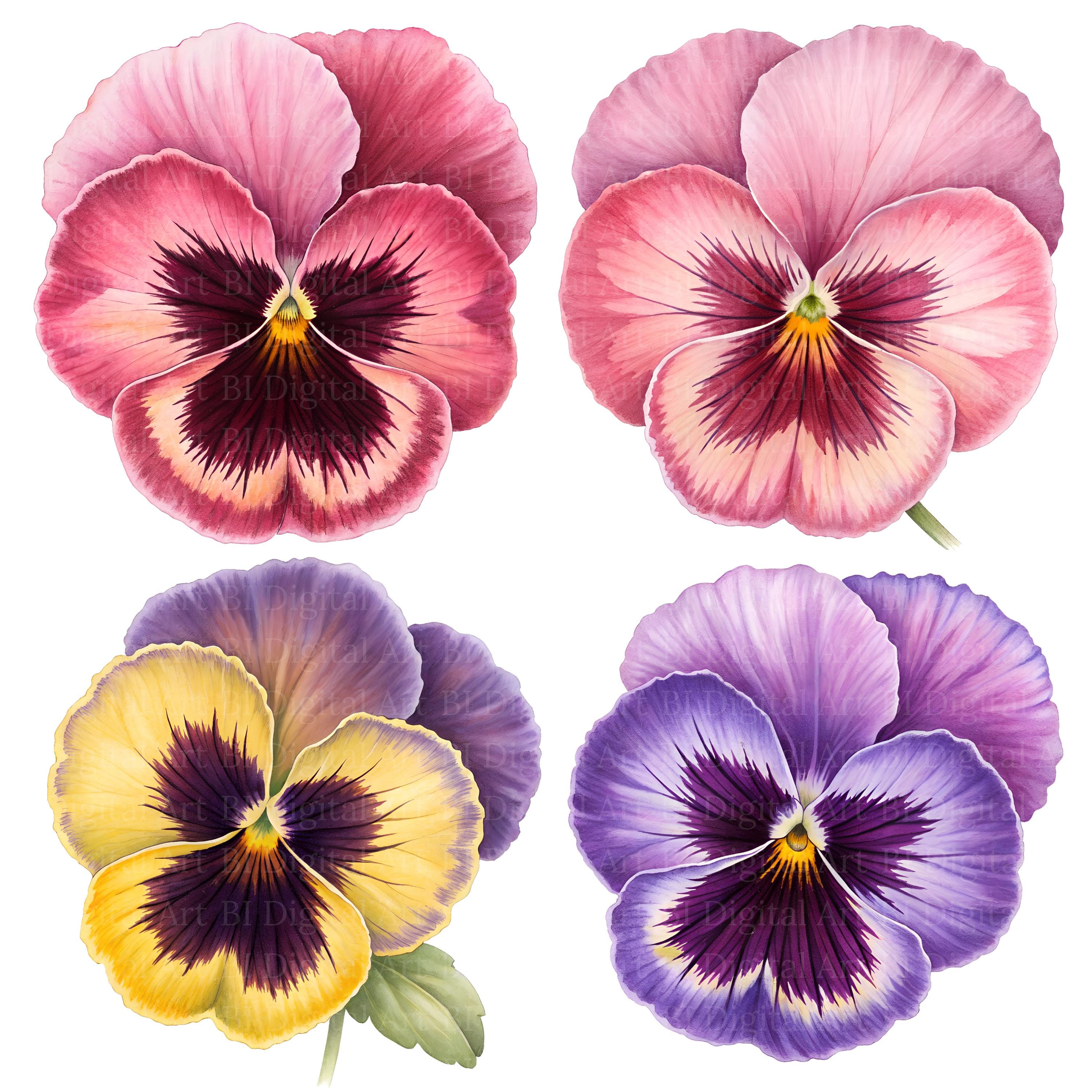 25 Pansy Cliparts, Printable Watercolor Flower Illustrations ...