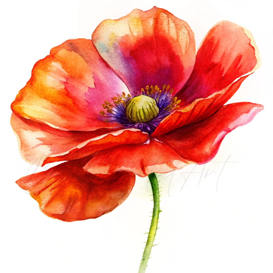 Mohnblumen Clipart, Aquarell Mohnblume, Blumenbilder, Blumen Clipart ...