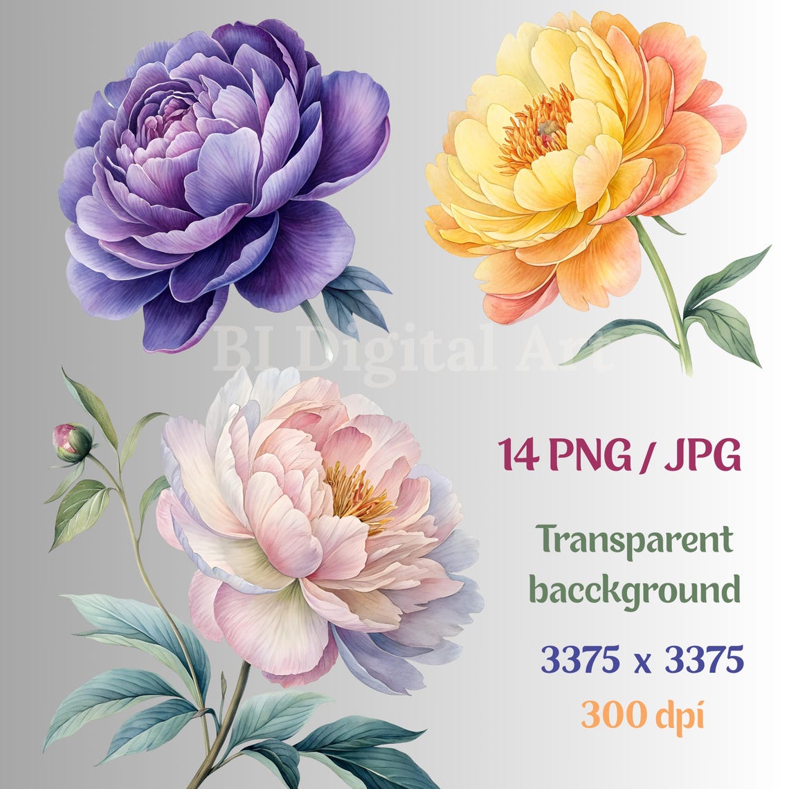 14 Peonies Clipart, Watercolor Flower Illustrations, High-quality ...
