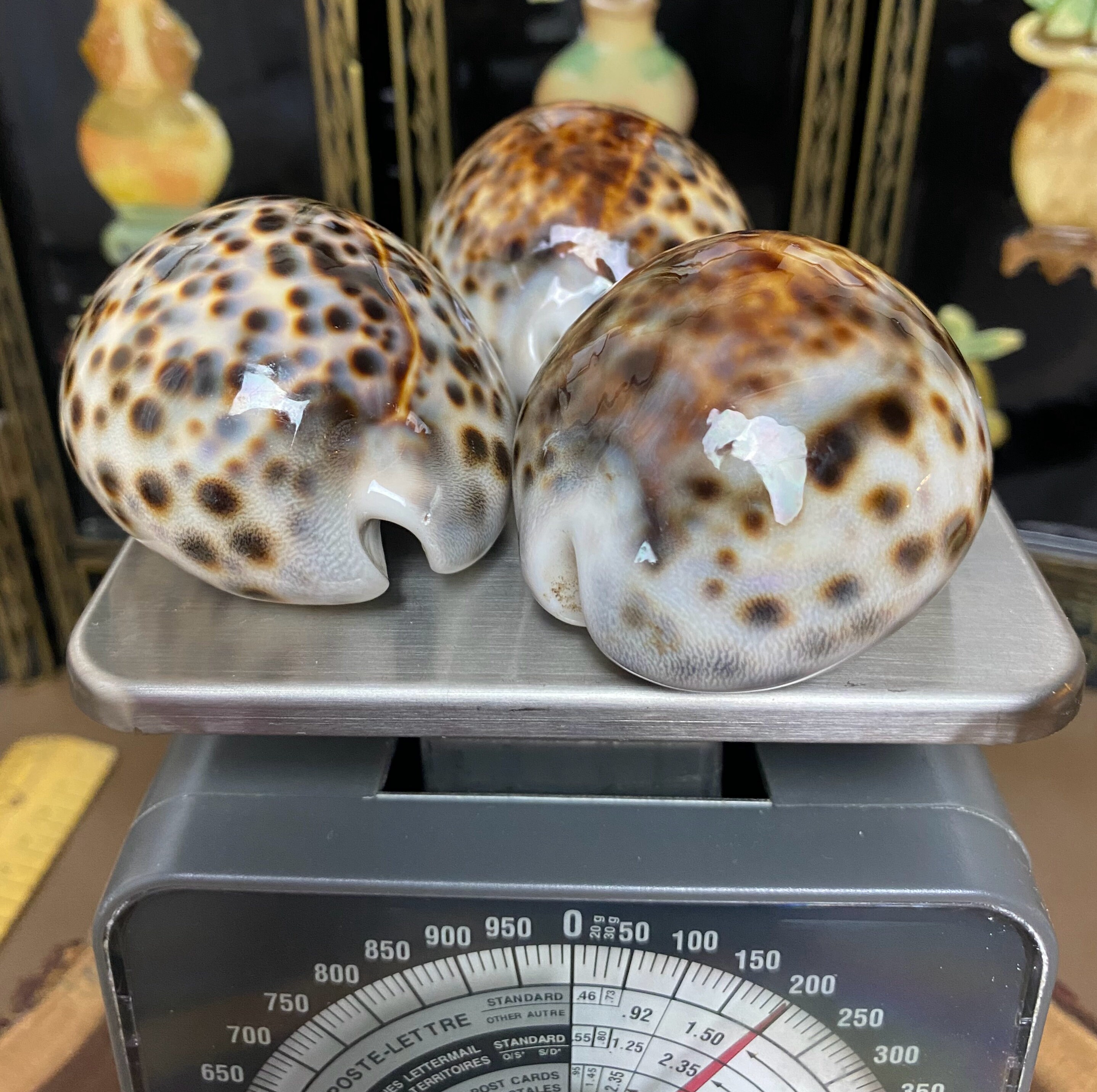 W0076 Sets of 3 /large Vintage Natural Sea Shell / Tiger Cowrie ...